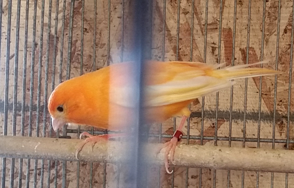 Canary One Aviary: PHOTOS