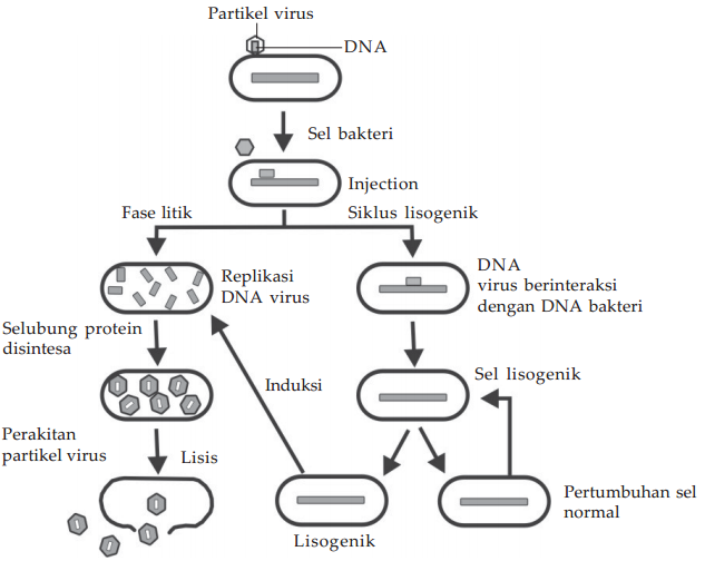 Perkembangbiakan Virus atau Replikasi Virus - SERBA SERBI