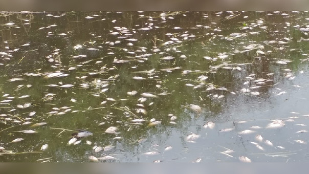 The Big Wobble : Thousands of dead fish found in a reservoir in ...