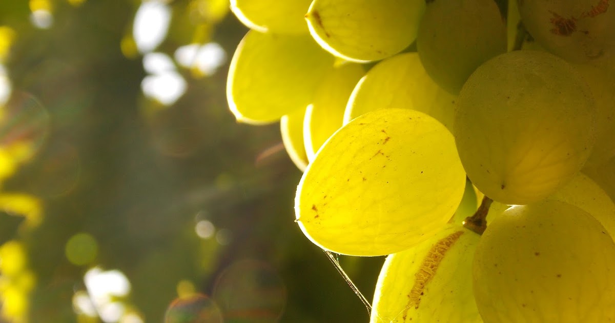 Parra de uva wallpapers HD