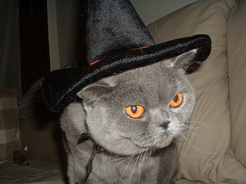 Funny Image Collection: Cat Halloween Funny Pics with Funny Captions!