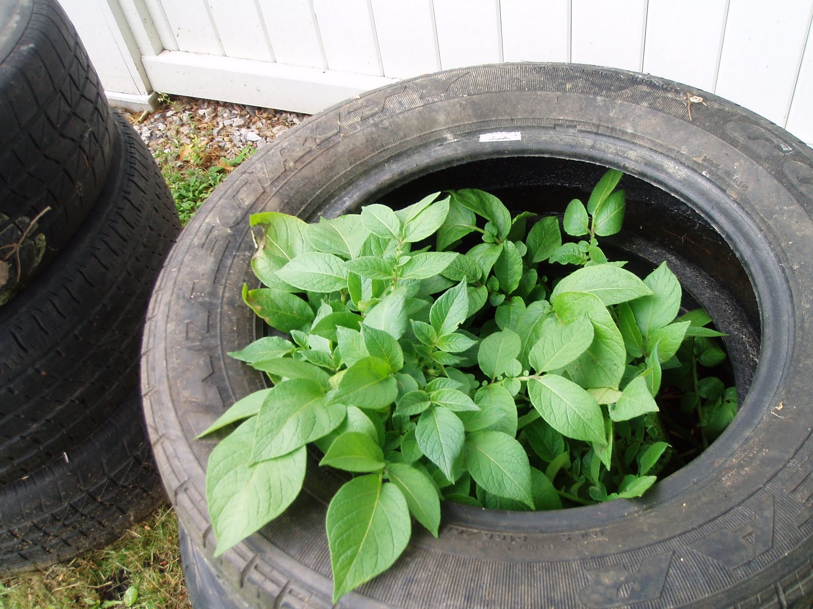 Williams Sustainable Garden Project: garlic scapes and tire potatoes
