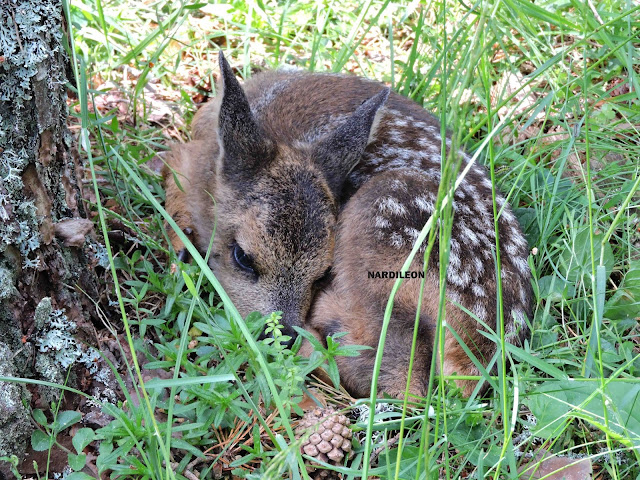 NARDILEON: "Corcino" (no lo toques, su madre lo está viendo)