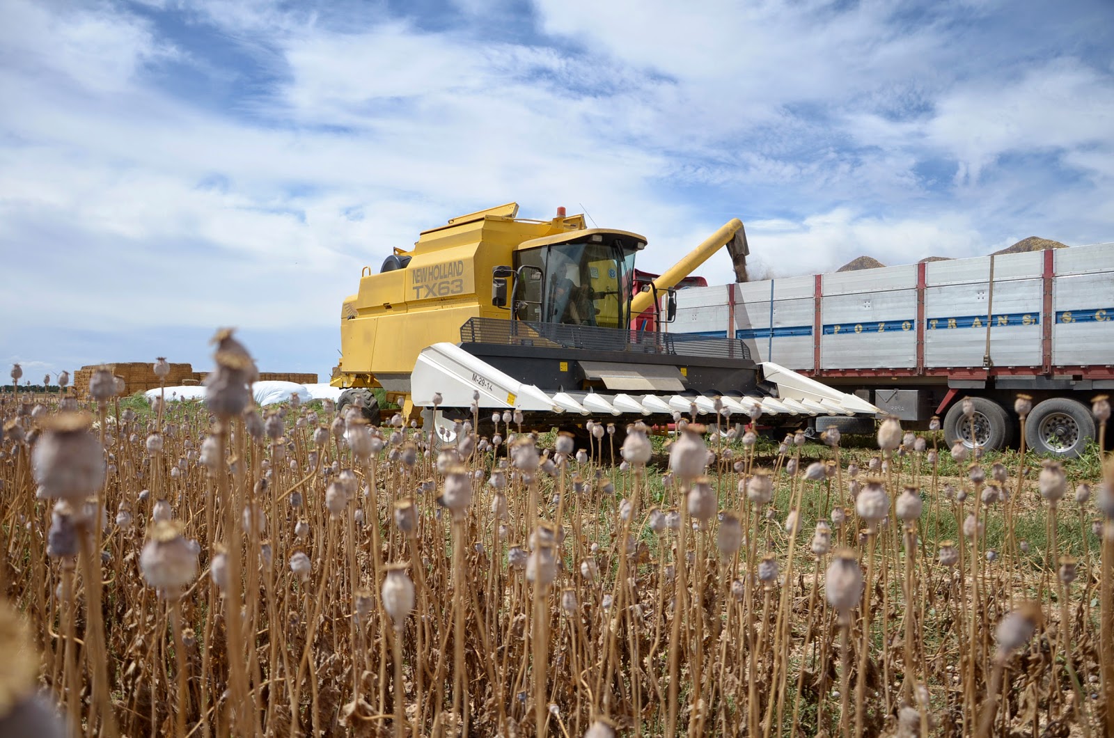Harvesting opium poppy