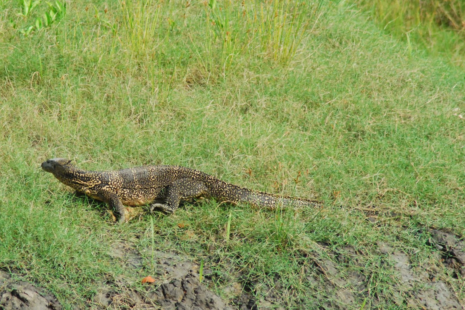 Sundarbans National Park