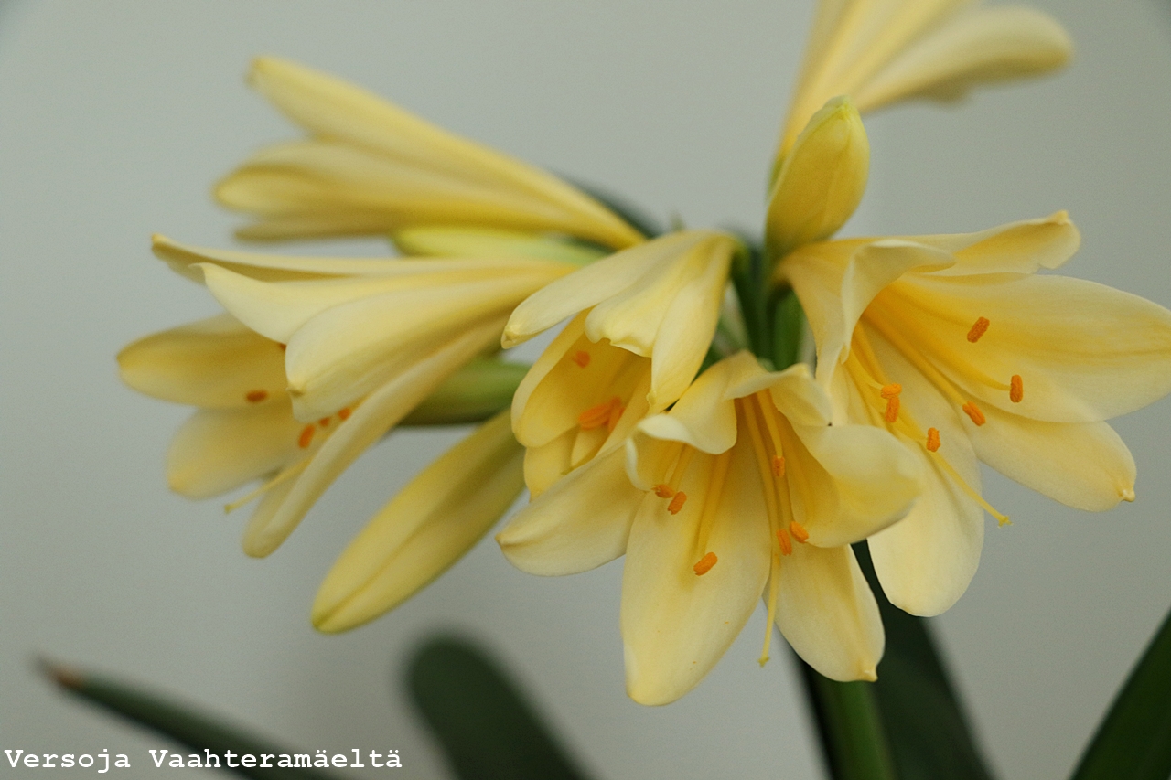 Versoja Vaahteramäeltä : Kliivia