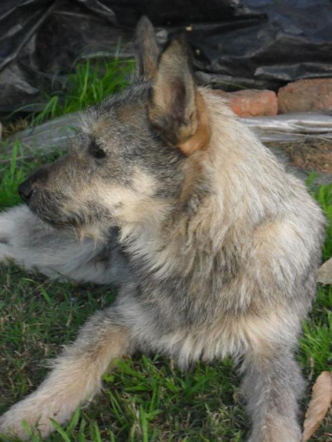 Adoptándonos: Bigote, divino perro barbincho en adopción responsable