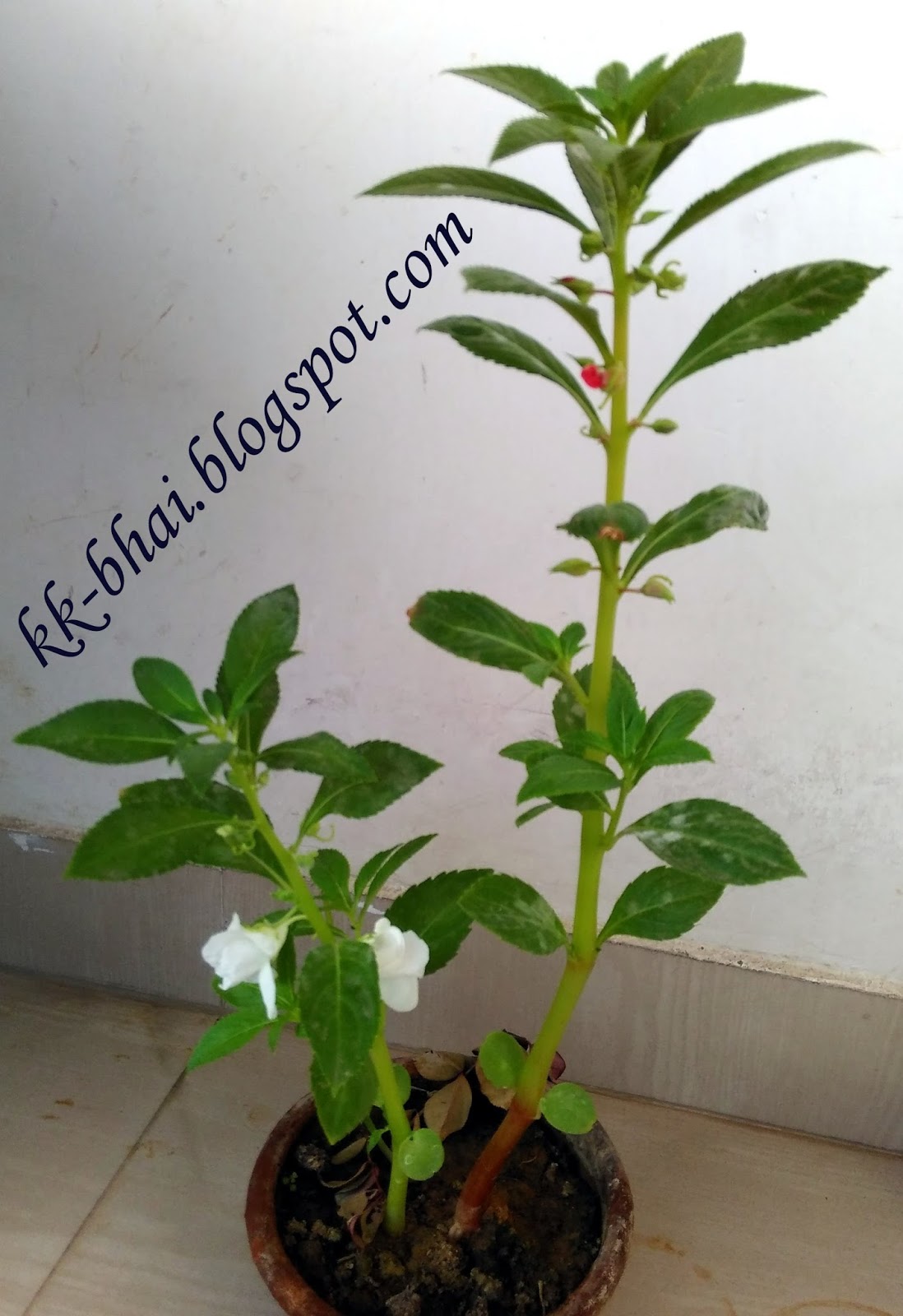 'Puja' Flowers and other things used in 'puja' (Hindu Worship ...