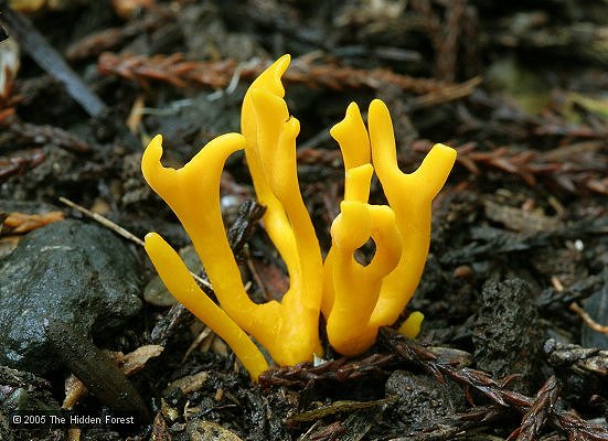 HONGOS DE AMERICA Y OTROS CONTINENTES: FAMILIA: Clavariaceae. GENERO ...