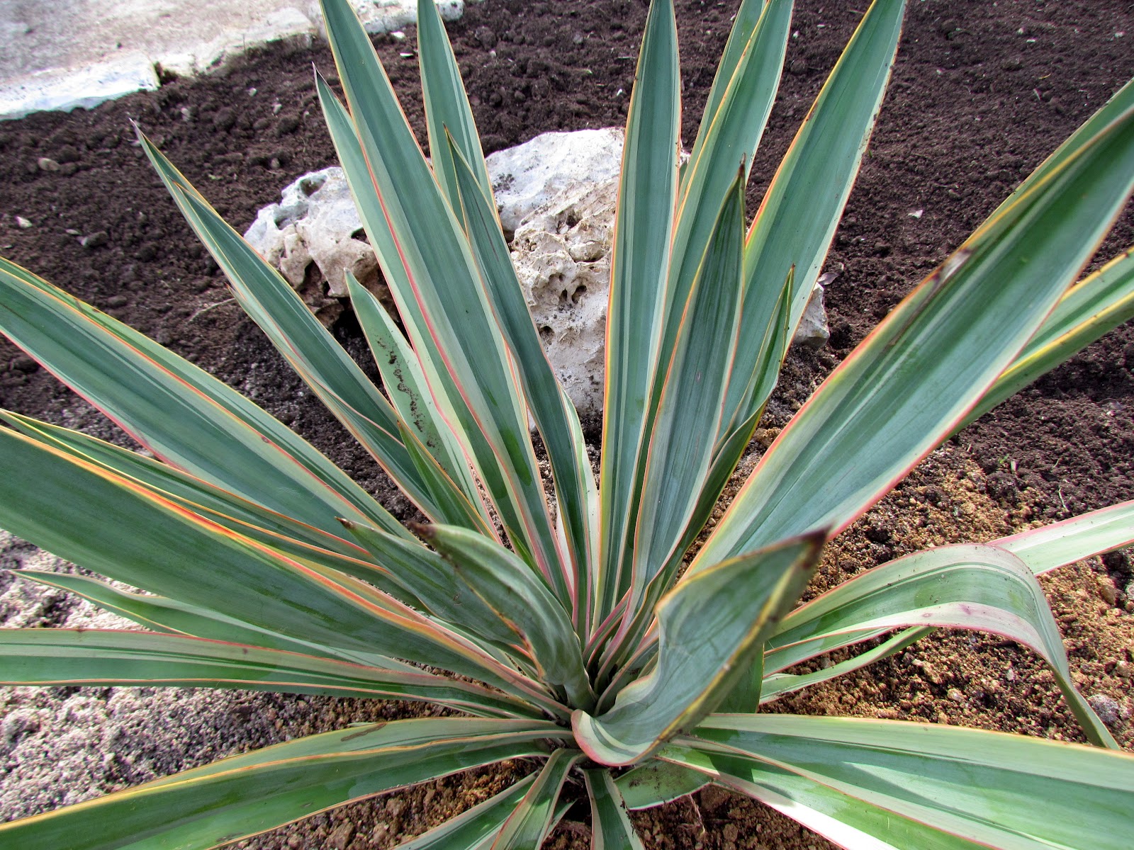 Patchwork Garden: Foliage Follow-Up....February, 2012