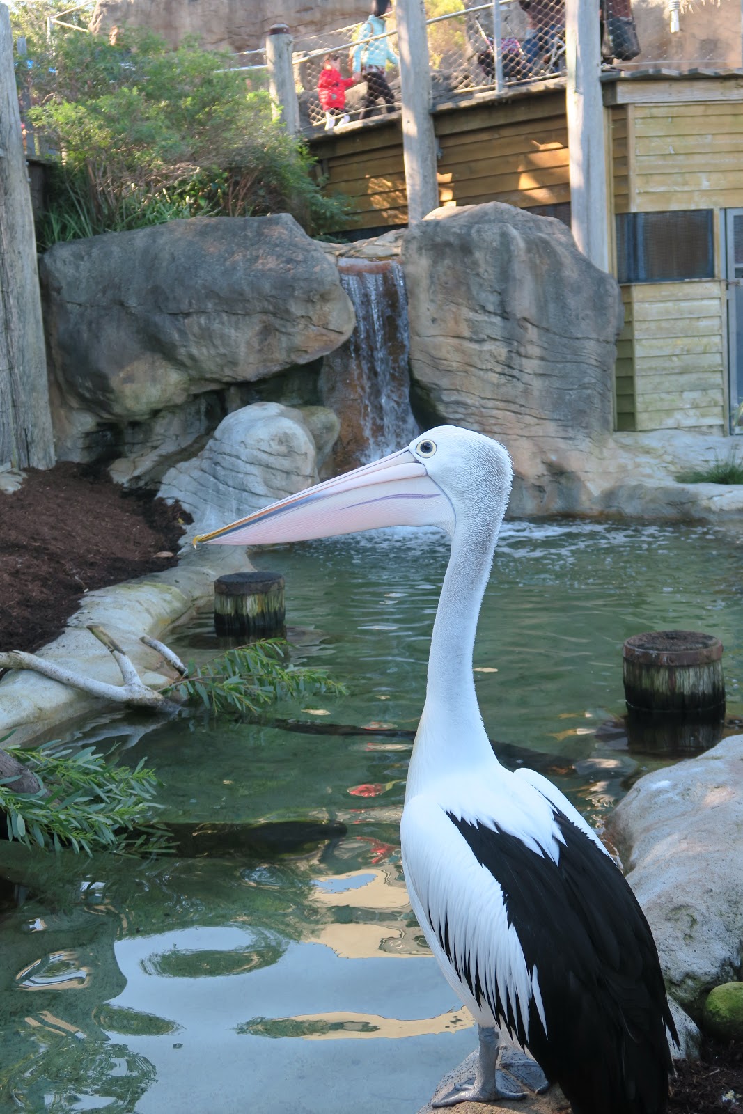 Taronga Zoo :: Animals Up Close and Personal