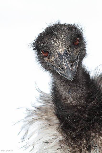 Today's Little Ditty: Limerick Alley: Robert Schechter