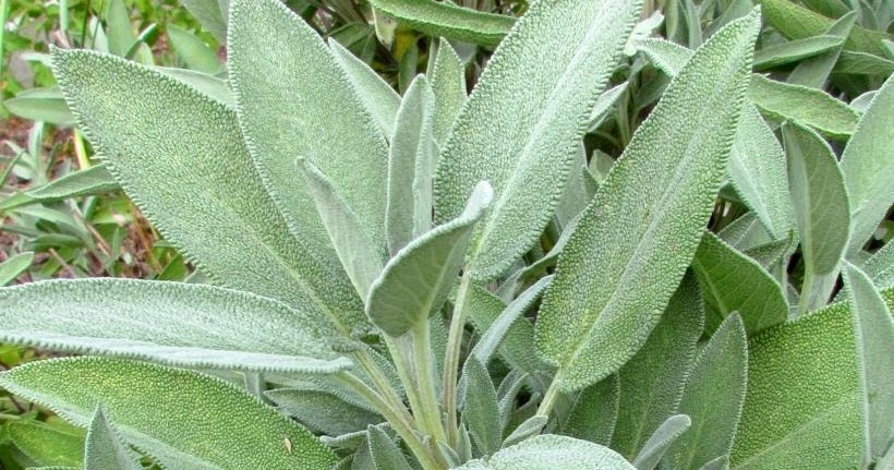 Œil absolu: Plantes médicinales de kabylie : La sauge , Souak ennebi en ...