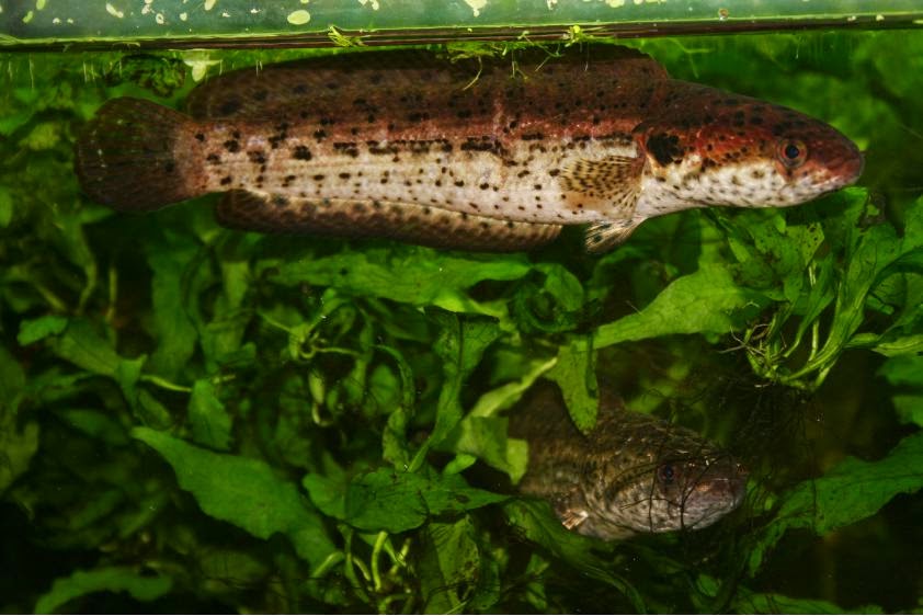 Mahamaya Hiko: Jenis jenis snakehead fish (Channidae family)