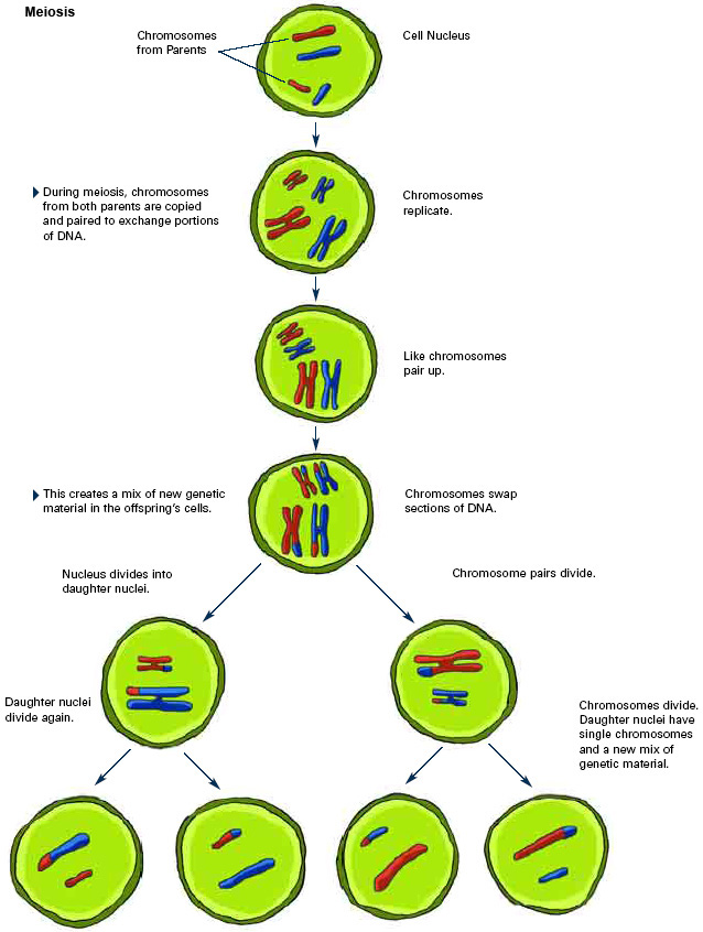 knowledge sea: MEIOSIS