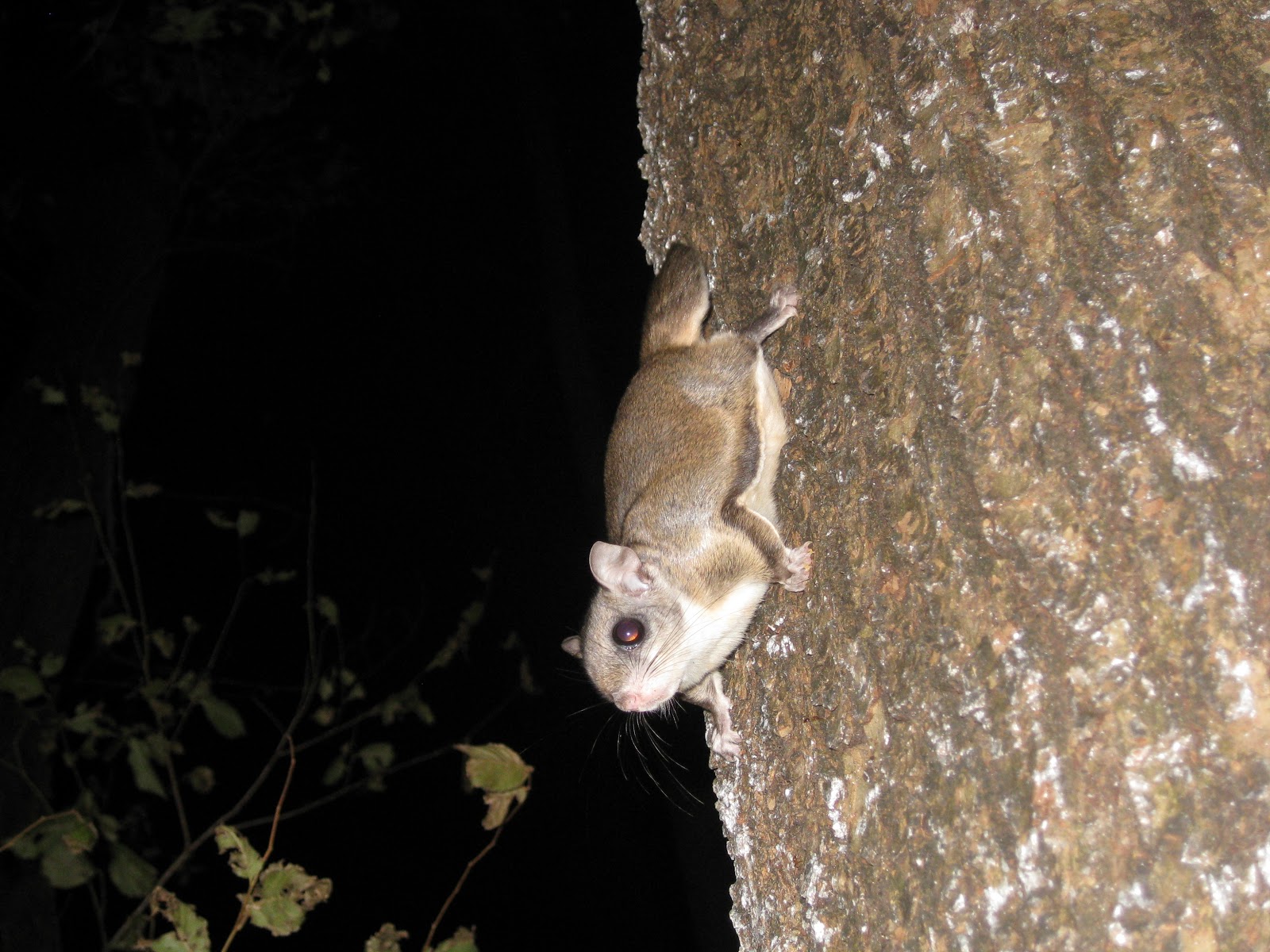 Capital Naturalist by Alonso Abugattas: Southern Flying Squirrels