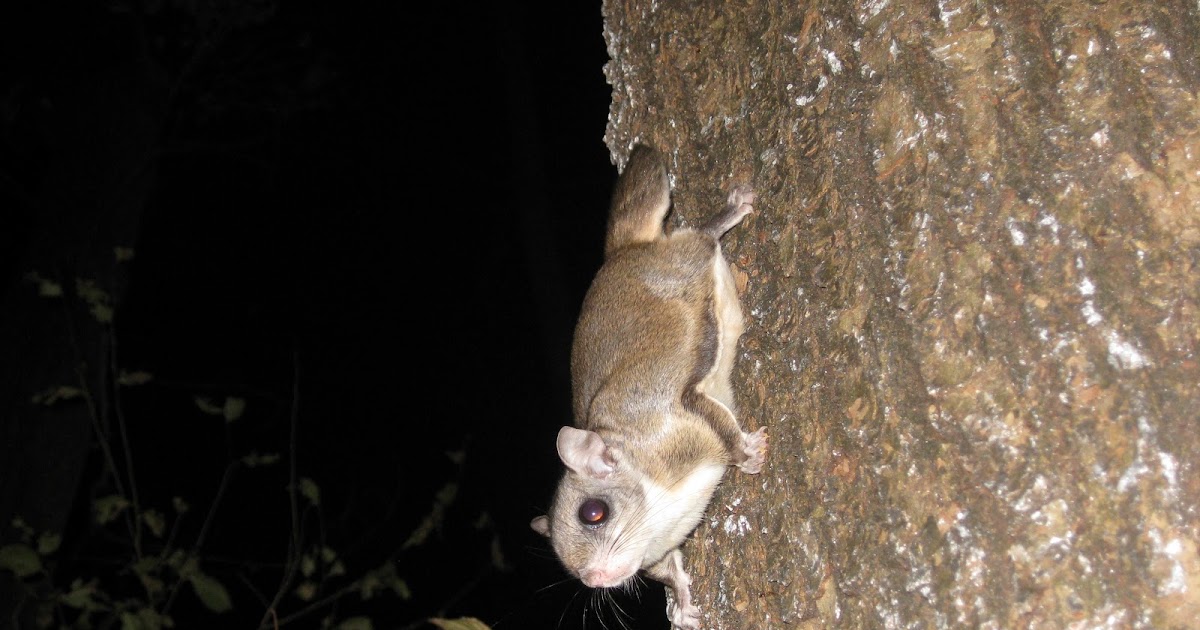 Capital Naturalist by Alonso Abugattas: Southern Flying Squirrels