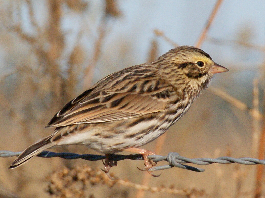 SE Texas Birding & Wildlife Watching: Prairie Birds