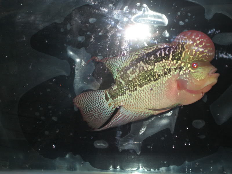Flowerhorn The Hybrid Cichlids: King Kamfa - Vietnam hottest fh