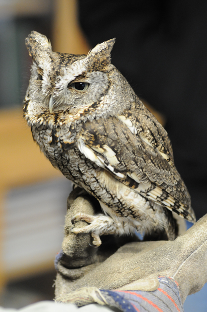 Audubon South Carolina: Christmas and Screech Owls