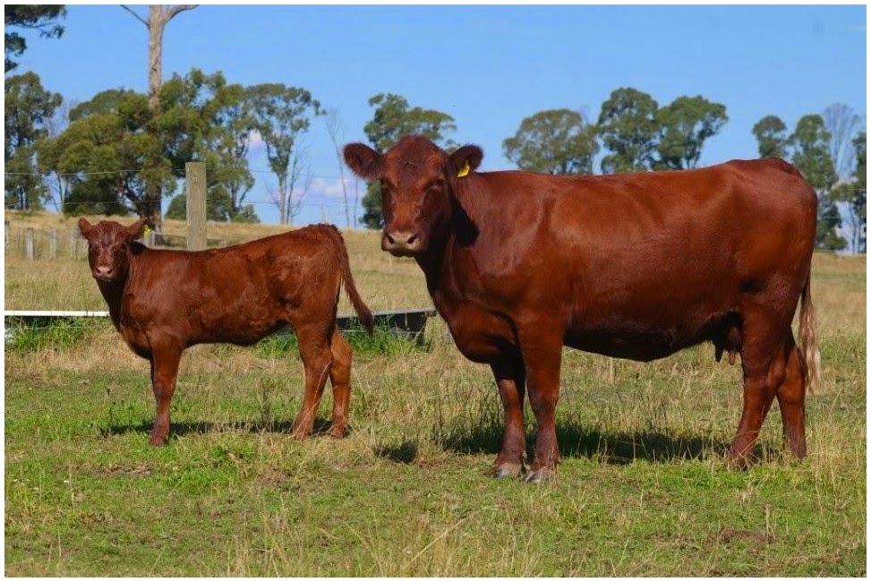 Generalidades de la Ganadería Bovina.: Red Poll