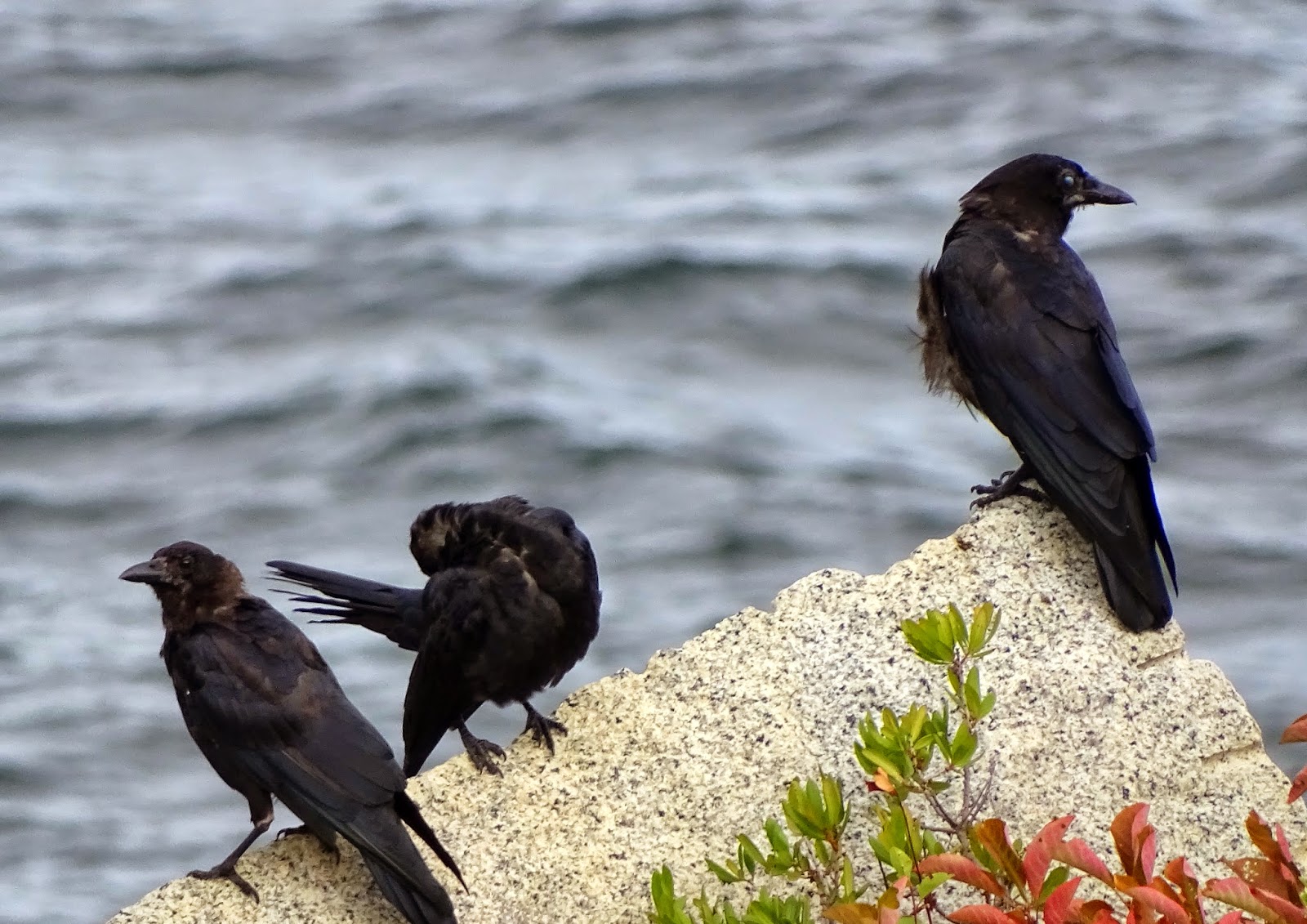 Notes from Halibut Point: Colorful Blackbirds