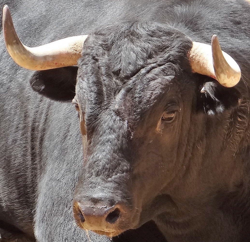 Del toro al infinito: Del toro y sus orejas / Por Jorge Arturo Díaz Reyes.