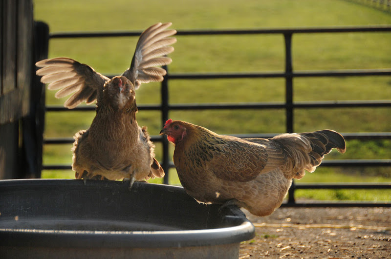 Punkin's Patch: Up With The Chickens...Sort Of