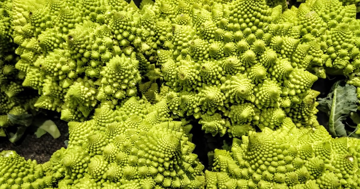 Shoreline Area News: Photos: Fractal forms