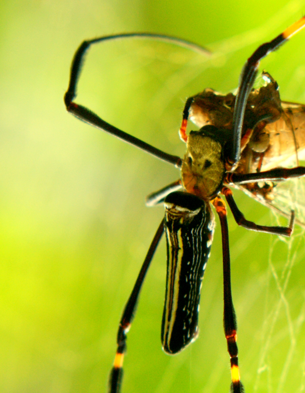 Photographic Wildlife Stories in UK/Hong Kong: Interesting Spiders