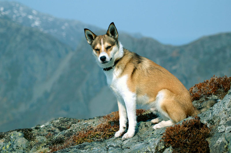 WSZYSTKO O PSACH: CO TO ZA RASA?