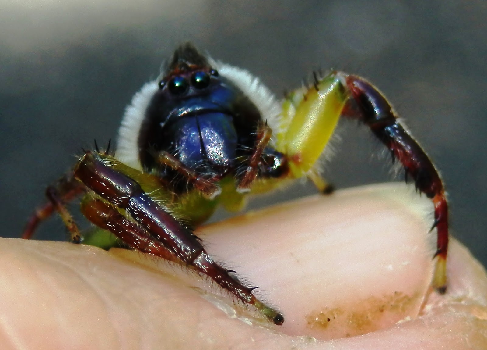 News from Coquette Point