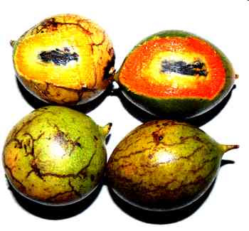 Café & Conversa: Café de tucumã. O que será isso?