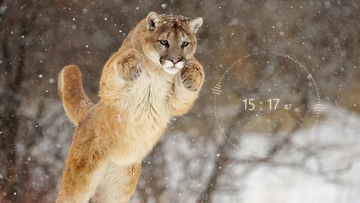 4K Big Cat With Audio Vizualizer Wallpaper Engine