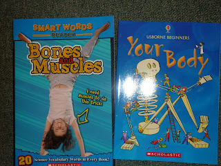 Human Anatomy Muscular System