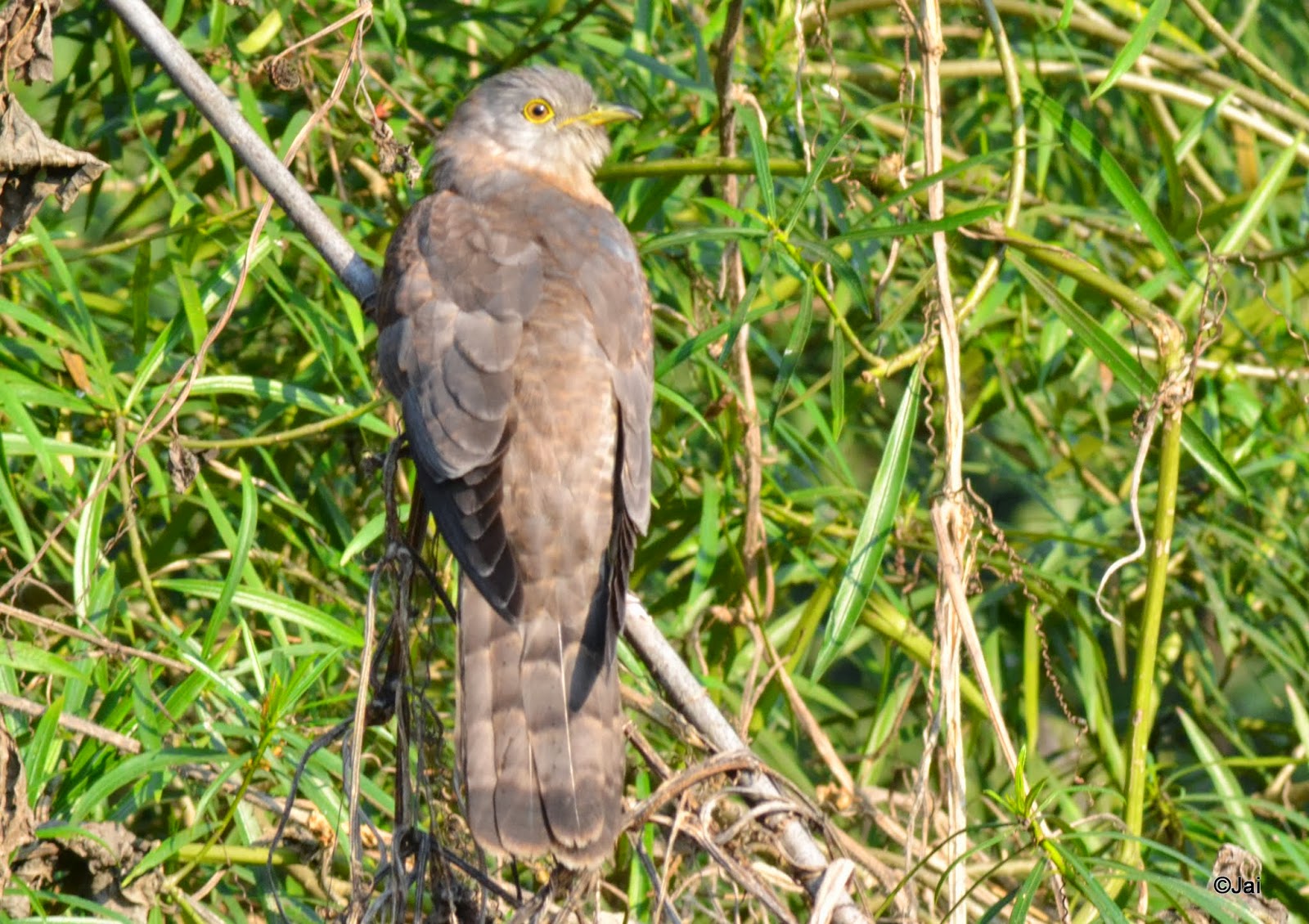 Jai's Bird Photography: INDIAN CUCKOO ( CUCULUS MICROPTERUS )
