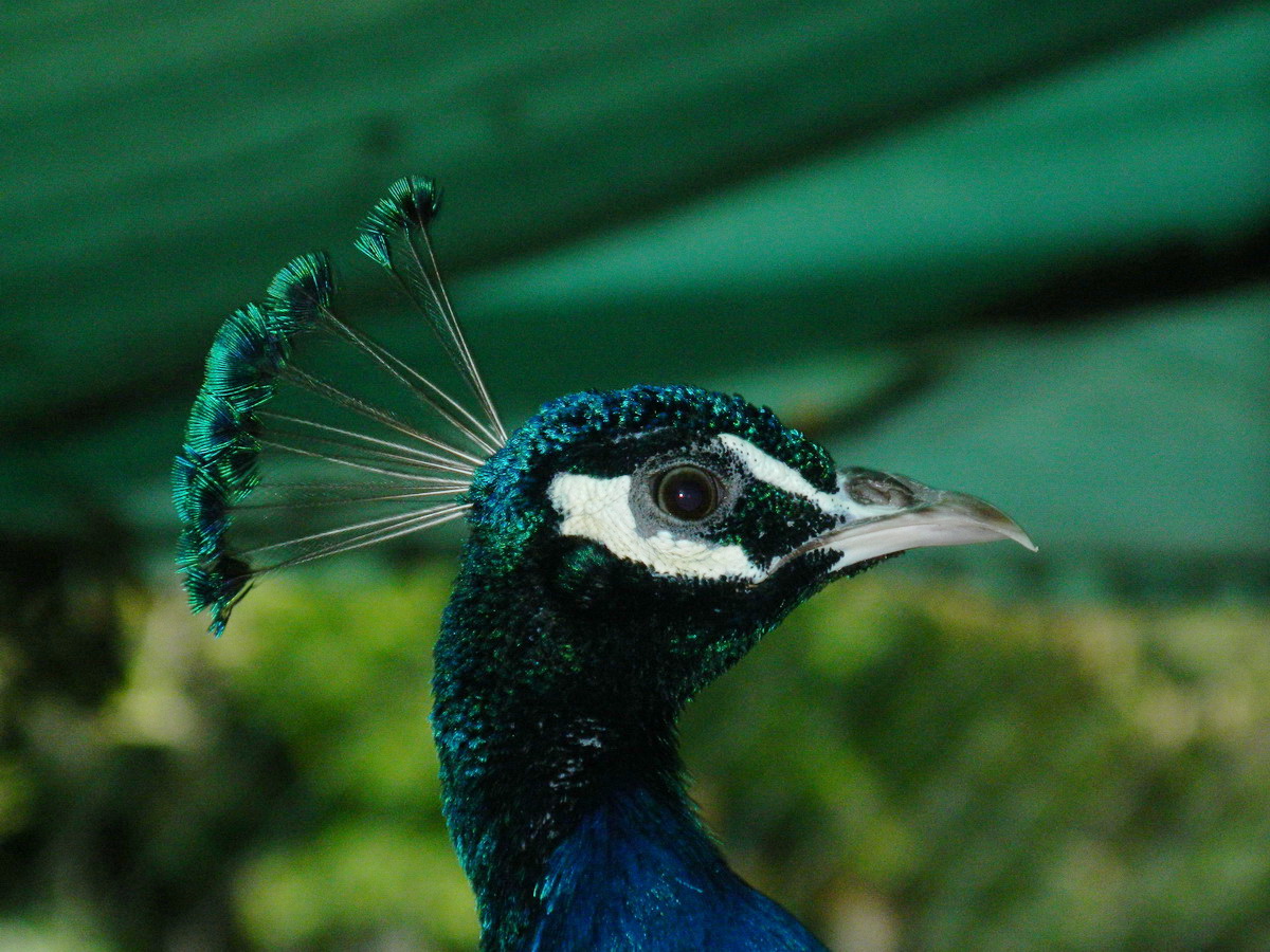 LA MULTI ANI, ROMANIA!: Paun