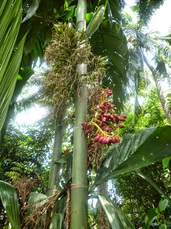 Lane Puwak - Palm tree - Areca concinna | SL Flora
