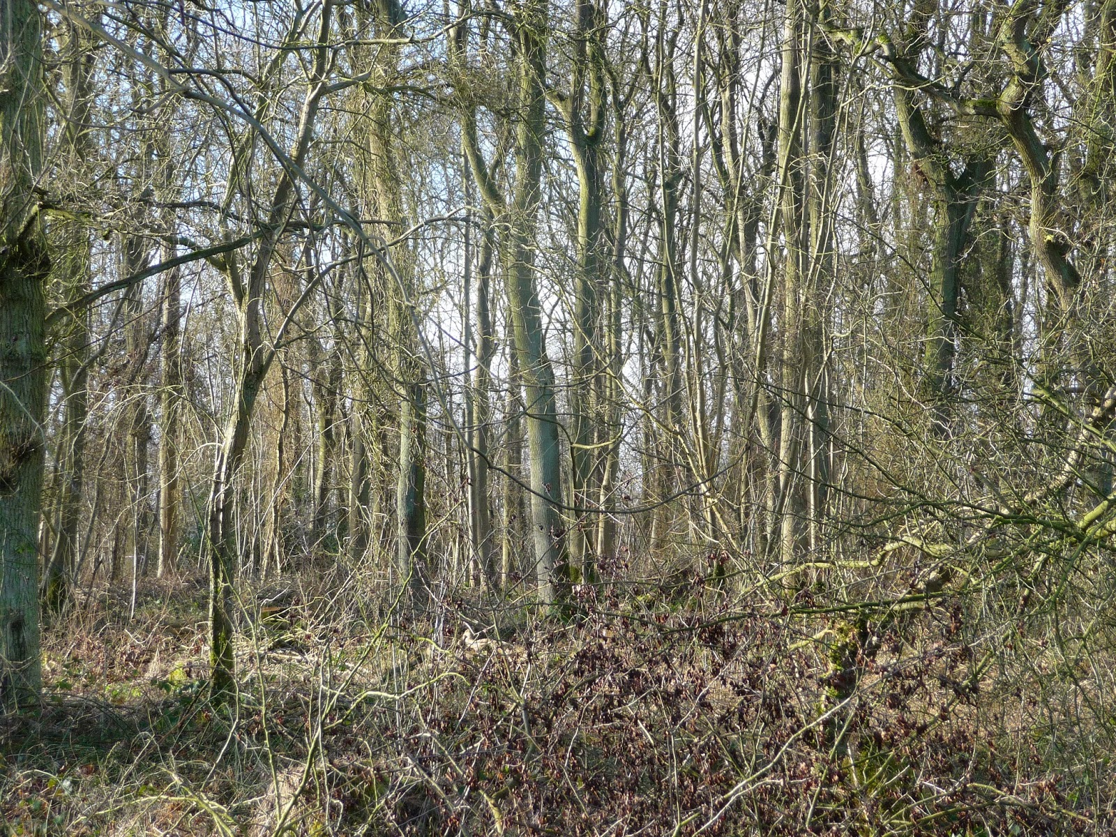 Drawing Skills: Part 3 - Assignment 3 - Drawing undergrowth