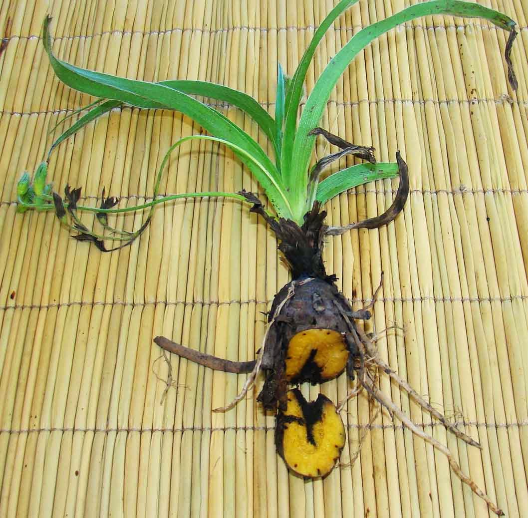 Environmental Rehabilitation and Indigenous Landscape Design: Star ...