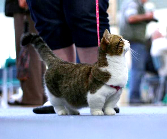 10 Jenis Kucing Paling Kecil di Dunia | Kucing gue