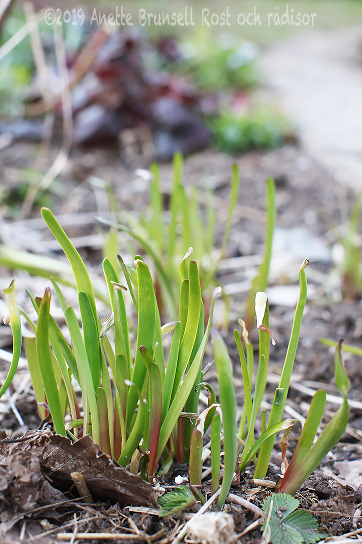 Rost och rädisor: april 2019
