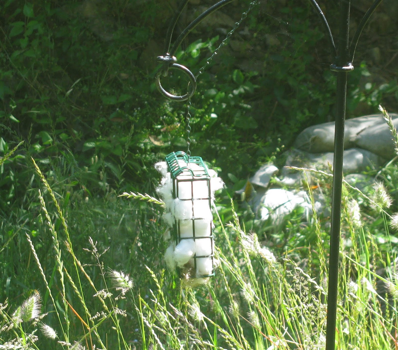 Marin Ecology: Habitat Helper for Hummingbirds