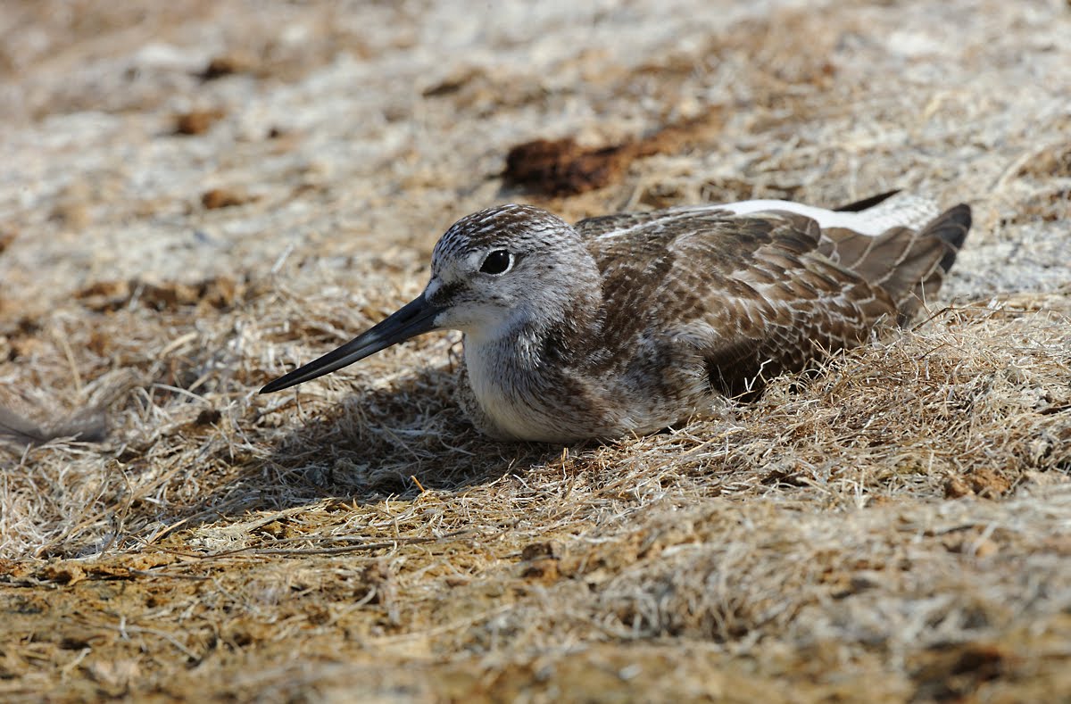 Nicolas Trujillo (Endemic-foto): .. CON UN TOQUITO DE FLASH