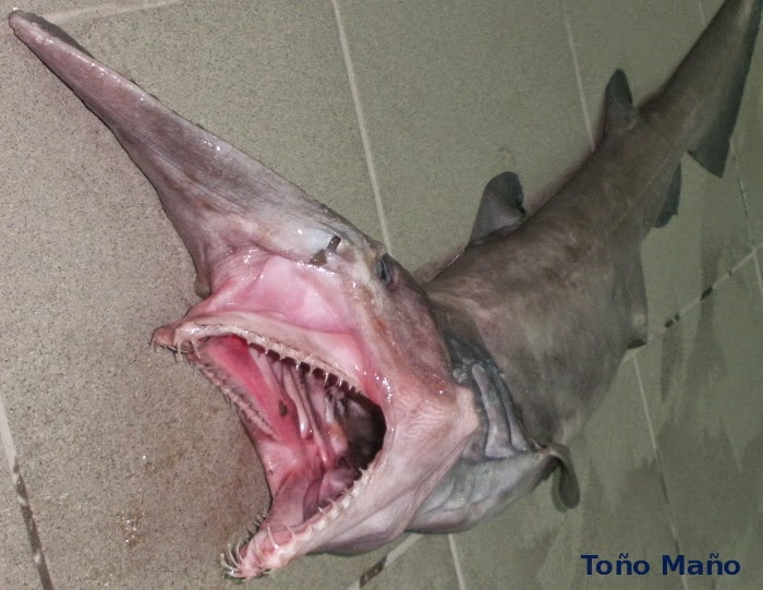 Tiburones en Galicia: Encuentro con un duende