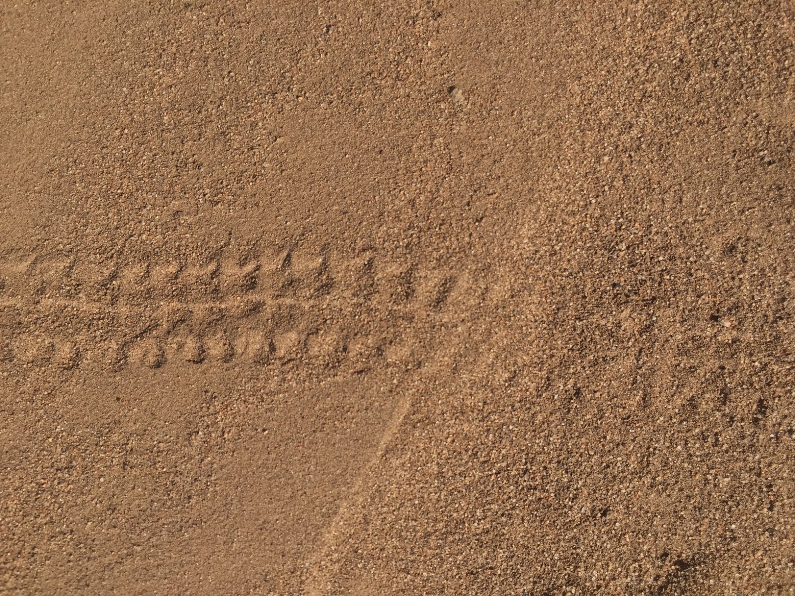 The Kansas Outback: March Madness