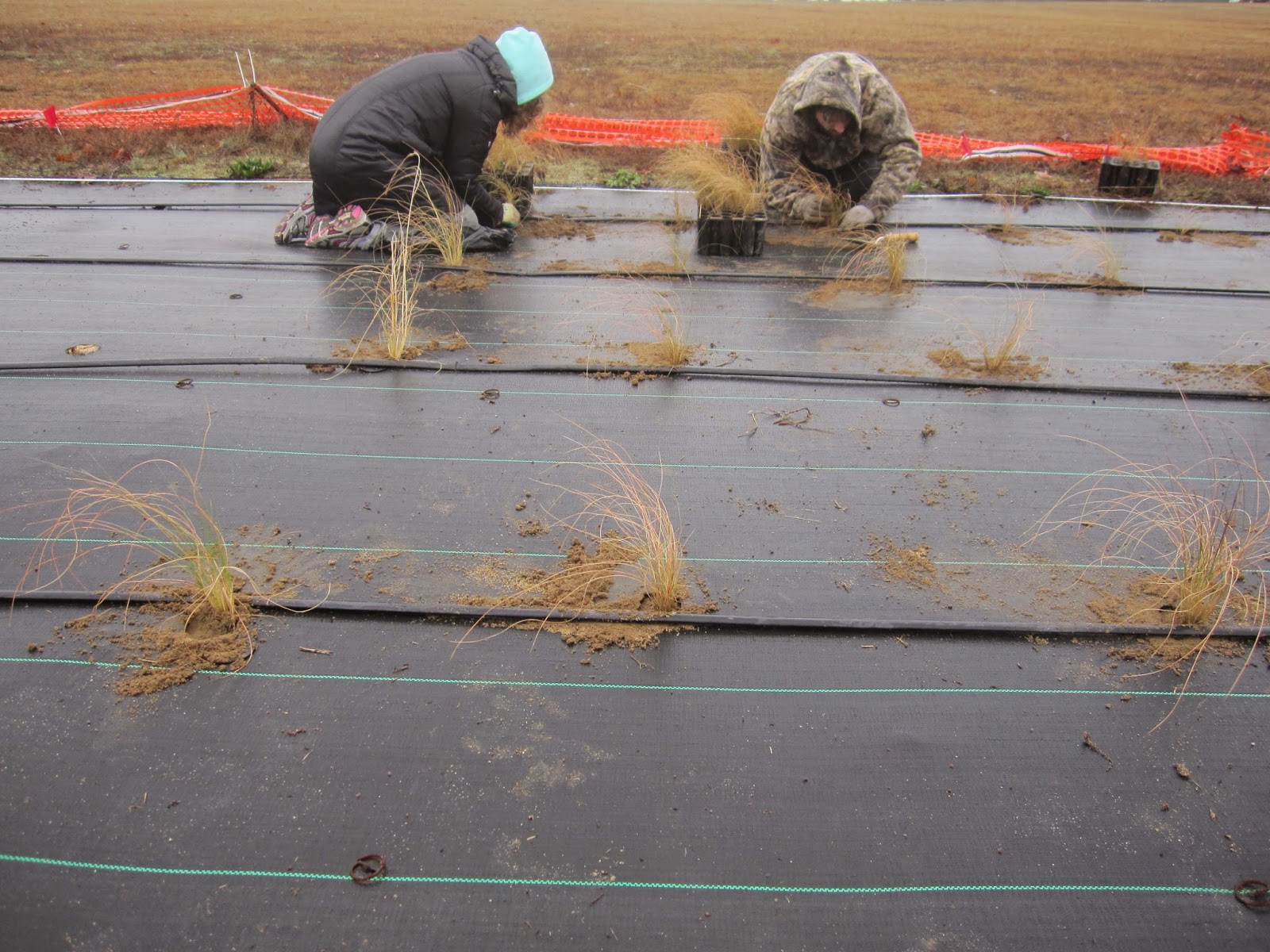 Our Neck of the Woods: Wiregrass planted!