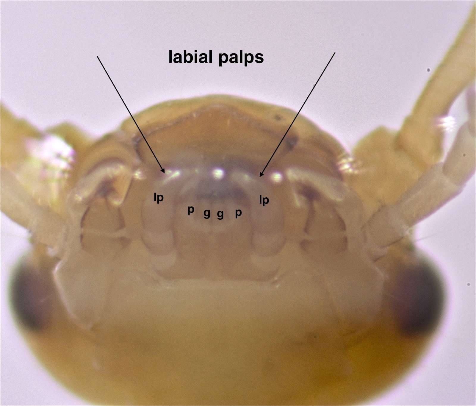 Aquatic Insects of Central Virginia: The Leuctrids (Rolledwinged ...