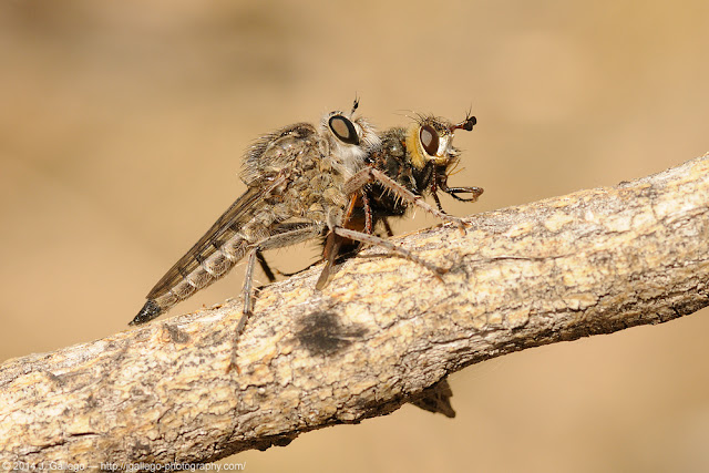 macroinstantes: 2014