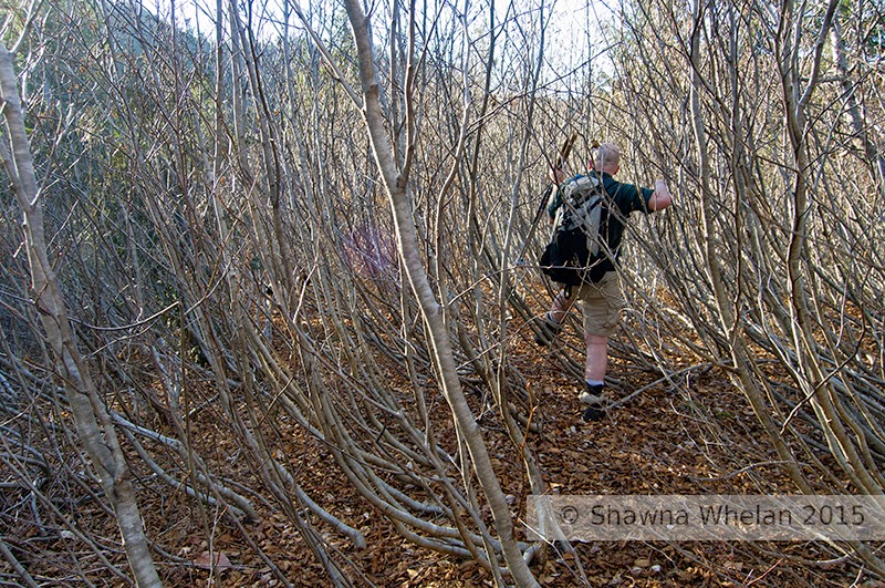 Walks with Moss: Walking the old roads
